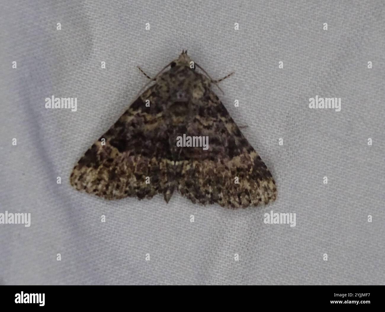 Common Fungus Moth (Metalectra discalis Stock Photo - Alamy