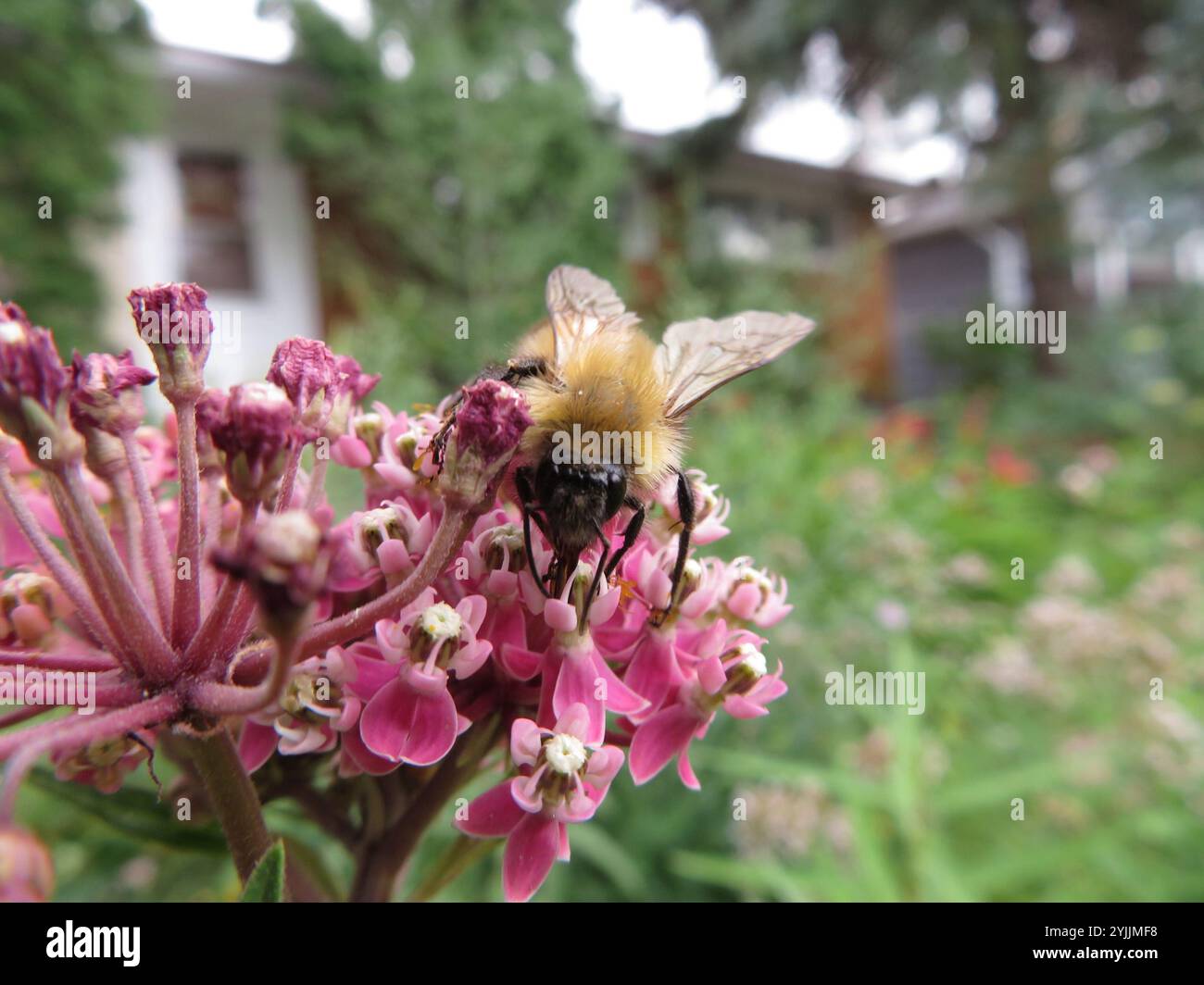 Perplexing Bumble Bee (Bombus perplexus Stock Photo - Alamy