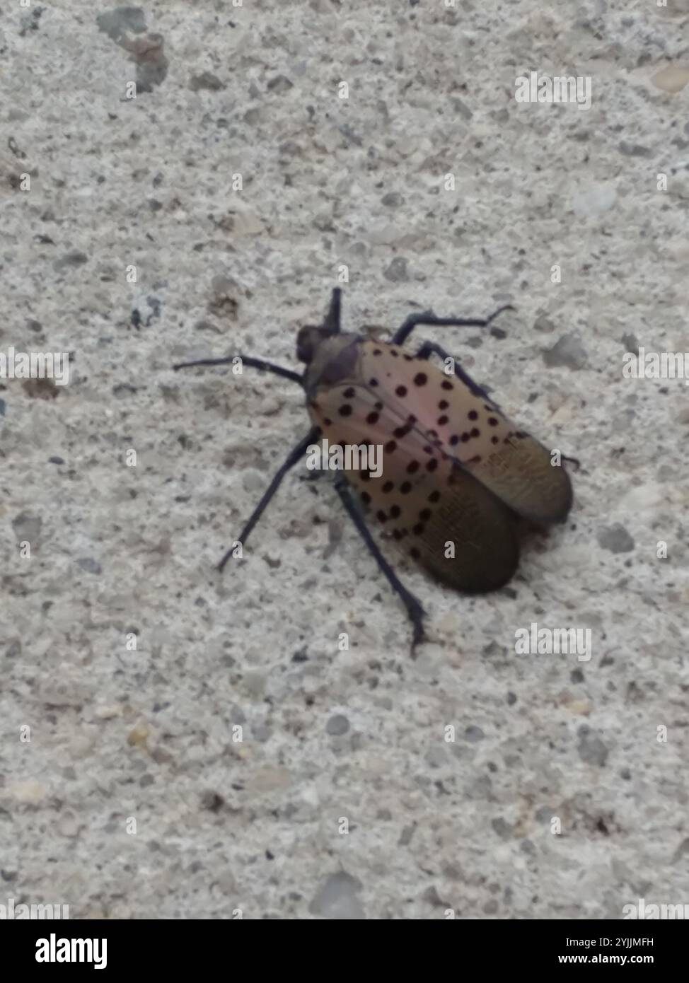 Spotted Lanternfly (Lycorma delicatula Stock Photo - Alamy