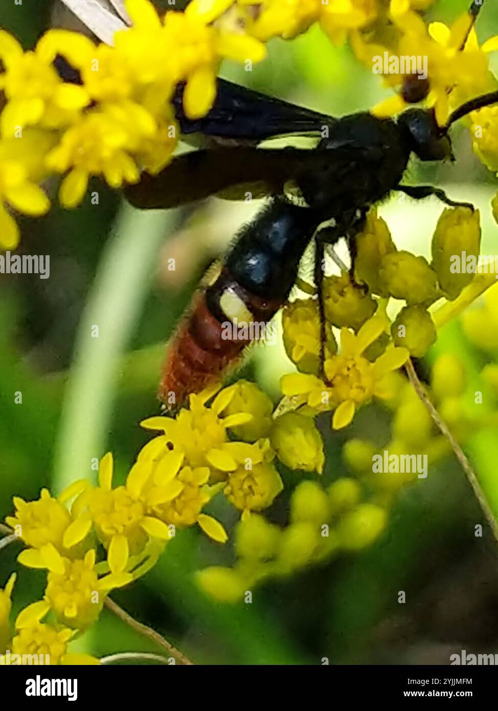 Blue-winged Scoliid Wasp (Scolia dubia Stock Photo - Alamy
