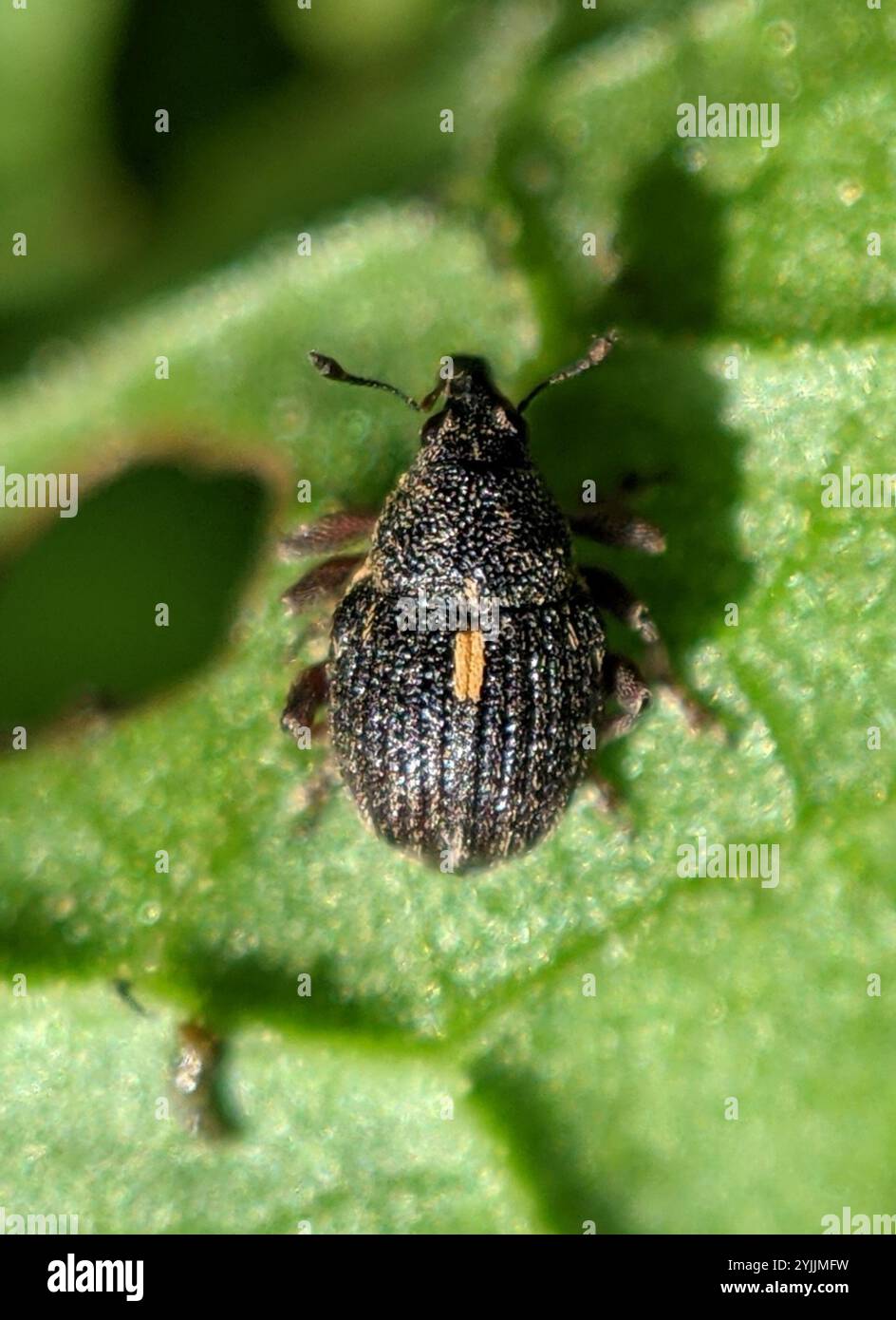 Rhinoncus hi-res stock photography and images - Alamy