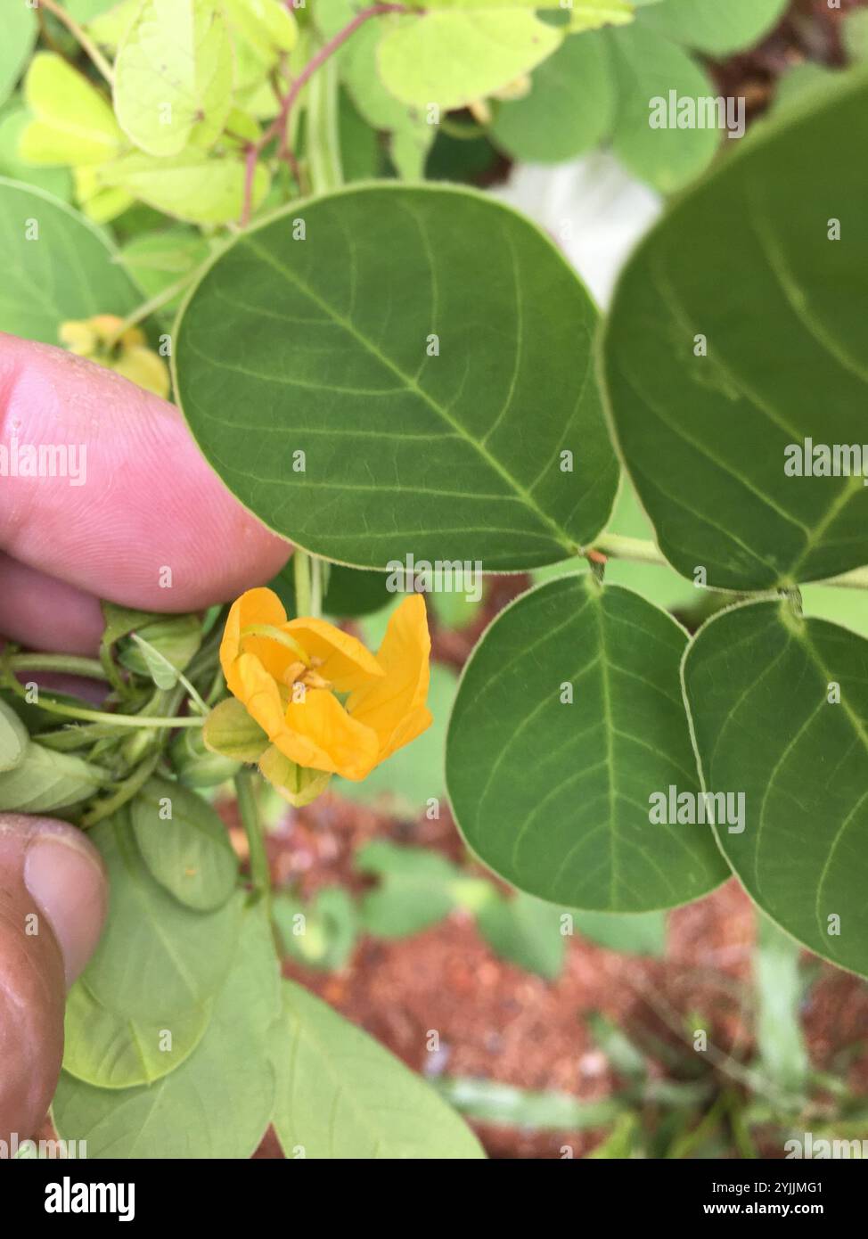 American Sicklepod (Senna obtusifolia Stock Photo - Alamy