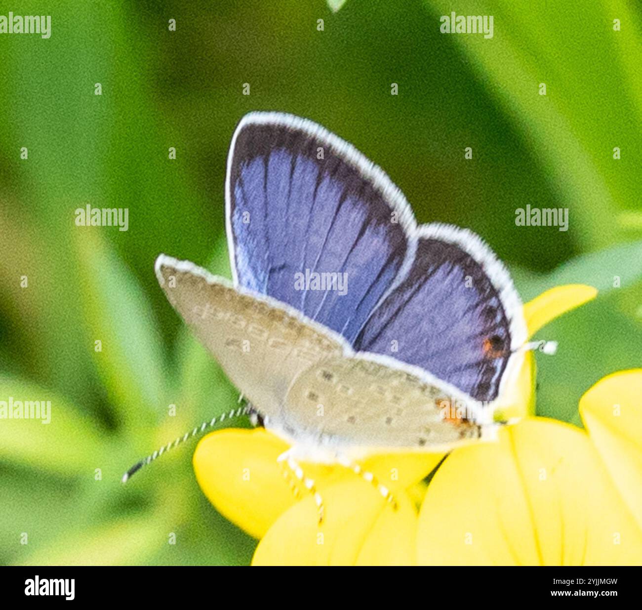 Eastern Tailed-Blue (Cupido comyntas Stock Photo - Alamy