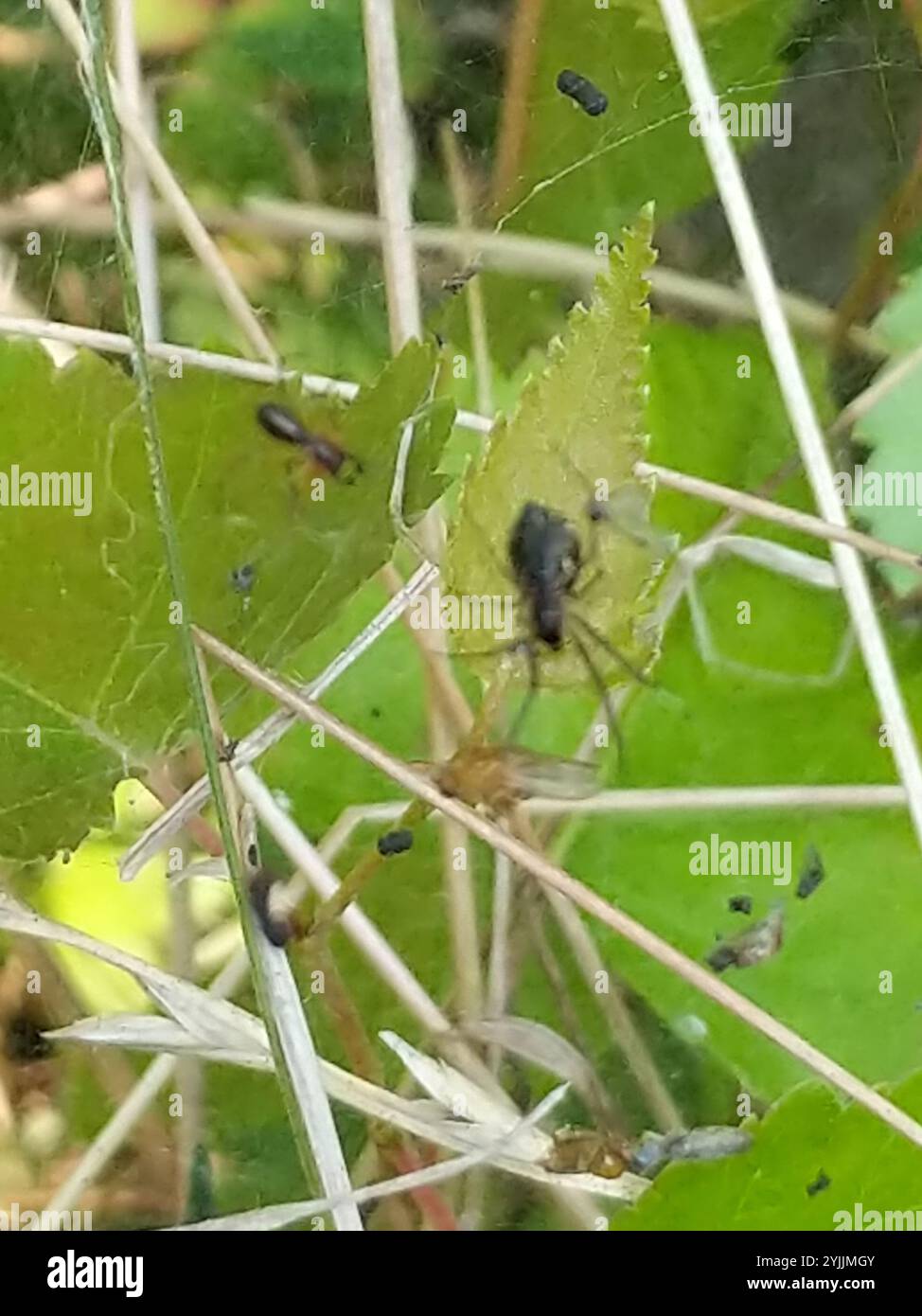 Bowl-and-doily Spider (Frontinella pyramitela Stock Photo - Alamy