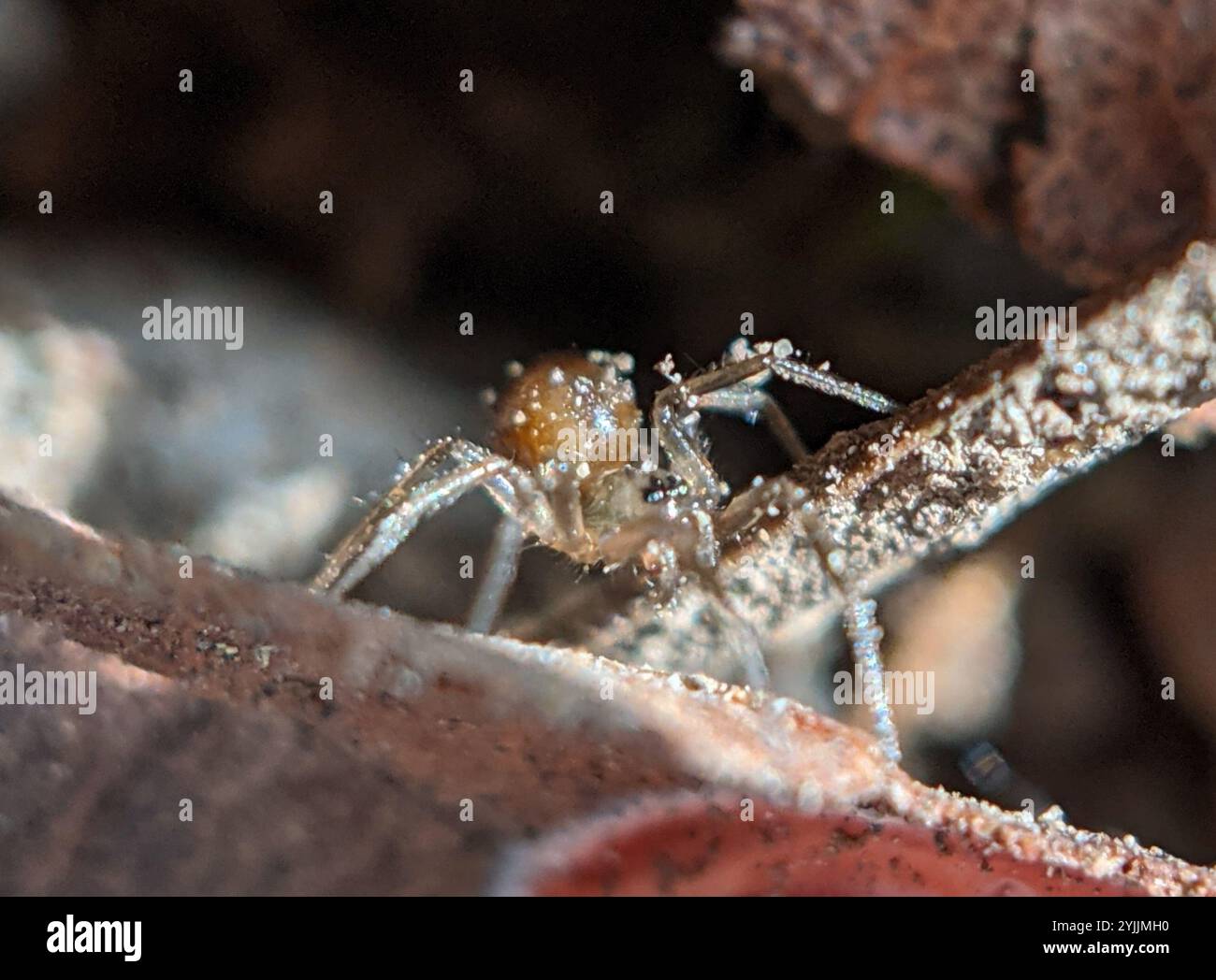 Sheetweb and Dwarf Weavers (Linyphiidae Stock Photo - Alamy