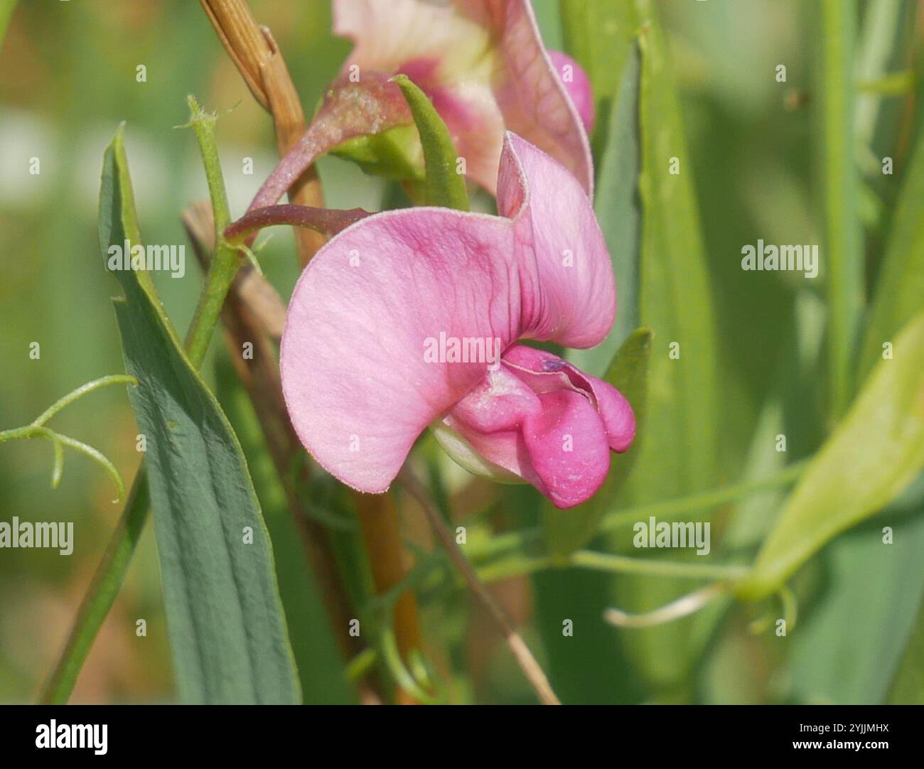 Narrow-leaved Everlasting-pea (Lathyrus sylvestris Stock Photo - Alamy