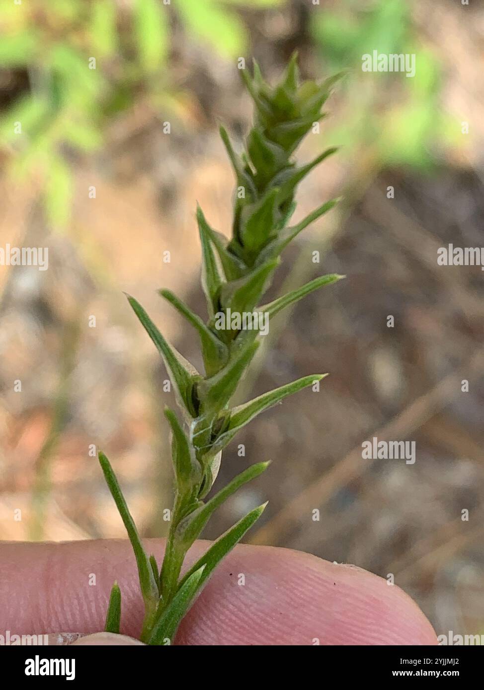 American Bugseed (Corispermum americanum Stock Photo - Alamy
