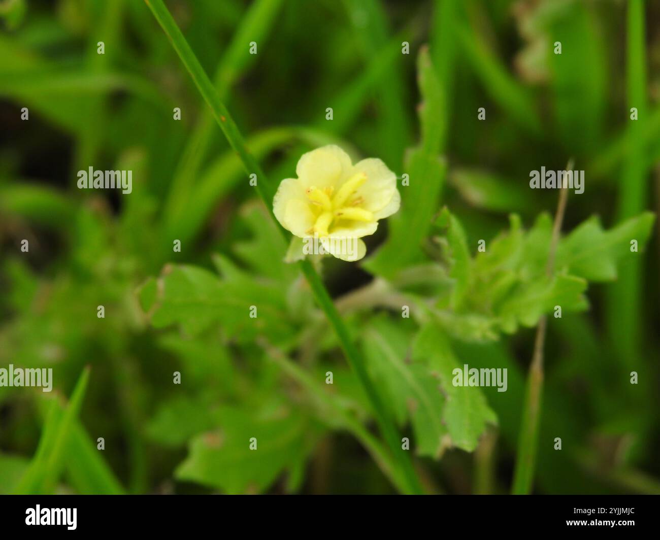 cutleaf evening primrose (Oenothera laciniata Stock Photo - Alamy