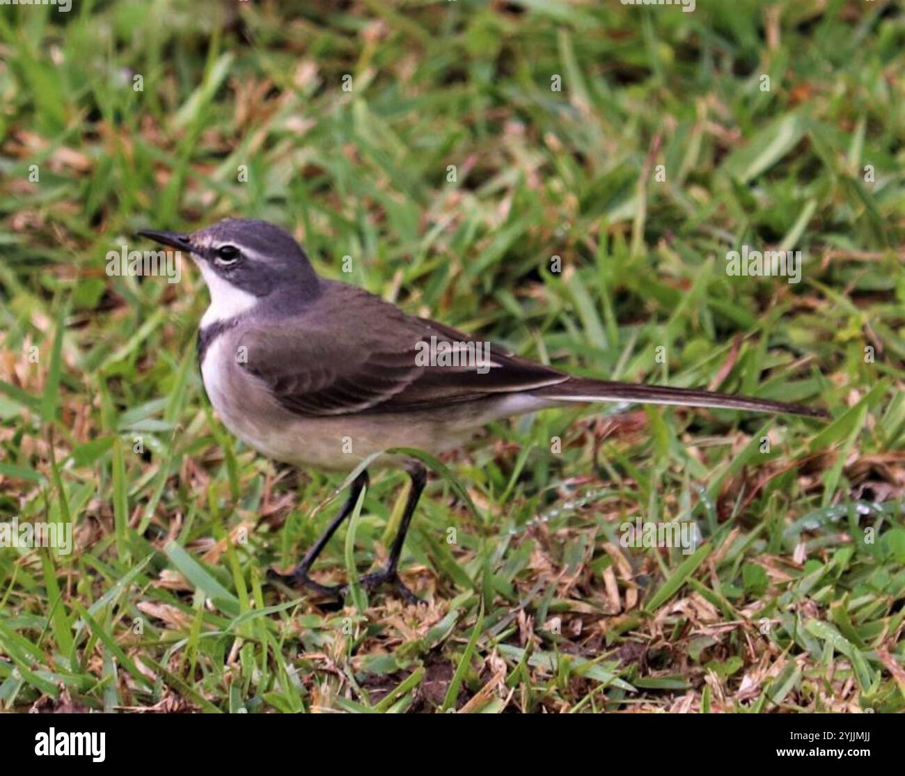 Cape Wagtail (Motacilla capensis Stock Photo - Alamy