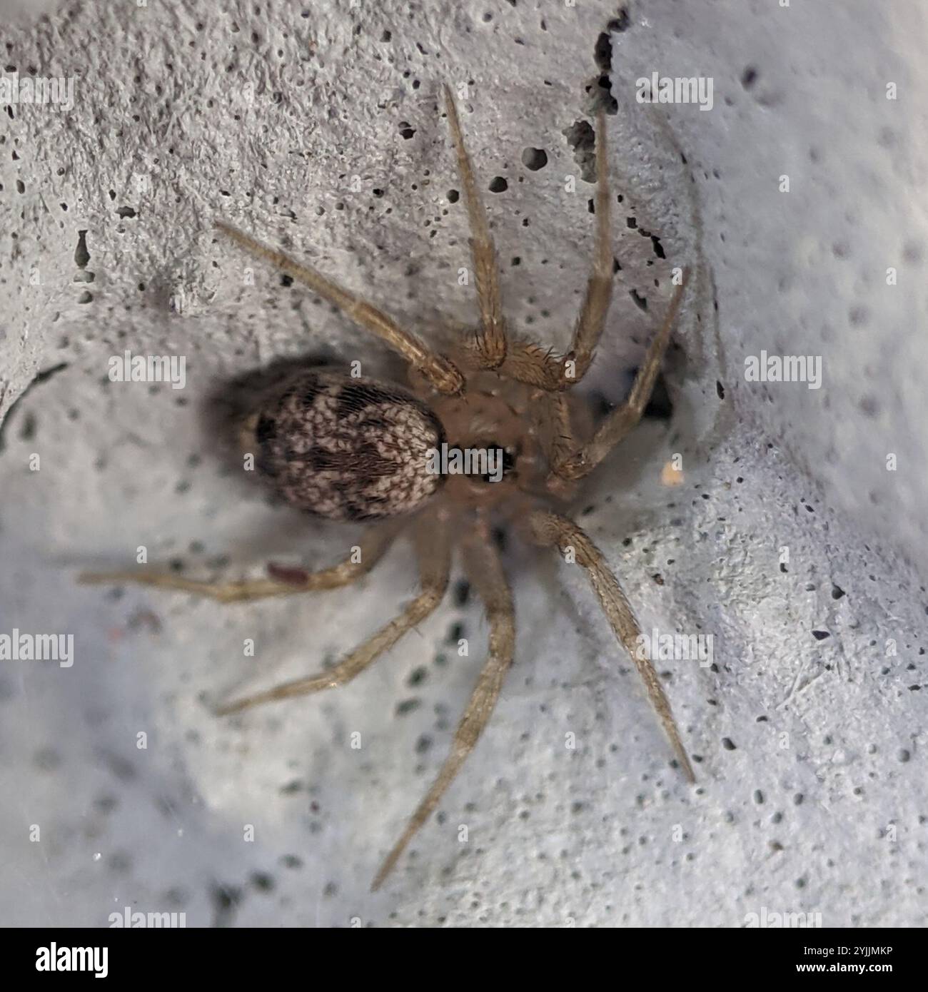 Wall Spider (Oecobius navus Stock Photo - Alamy