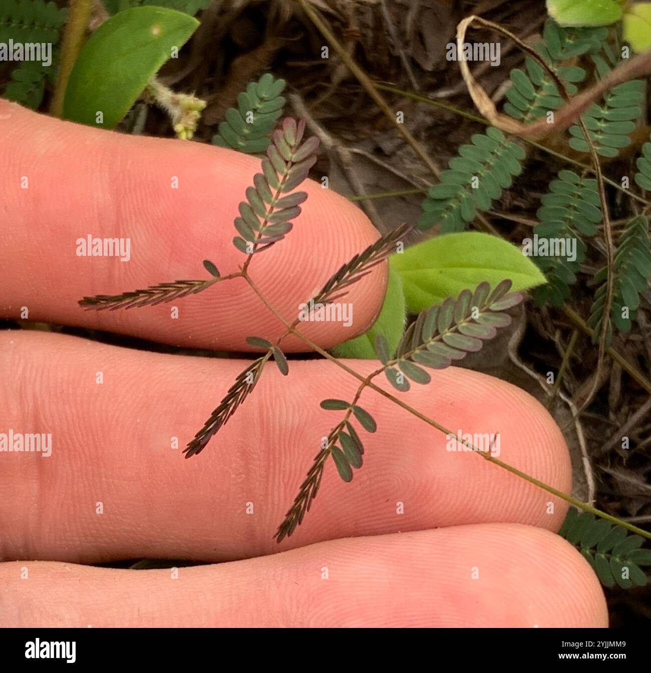 sensitive plants (Mimosa Stock Photo - Alamy