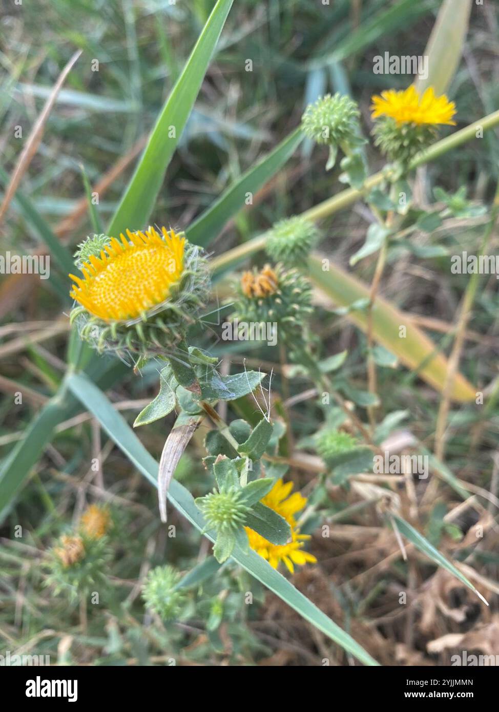 Curlycup gumweed hi-res stock photography and images - Alamy