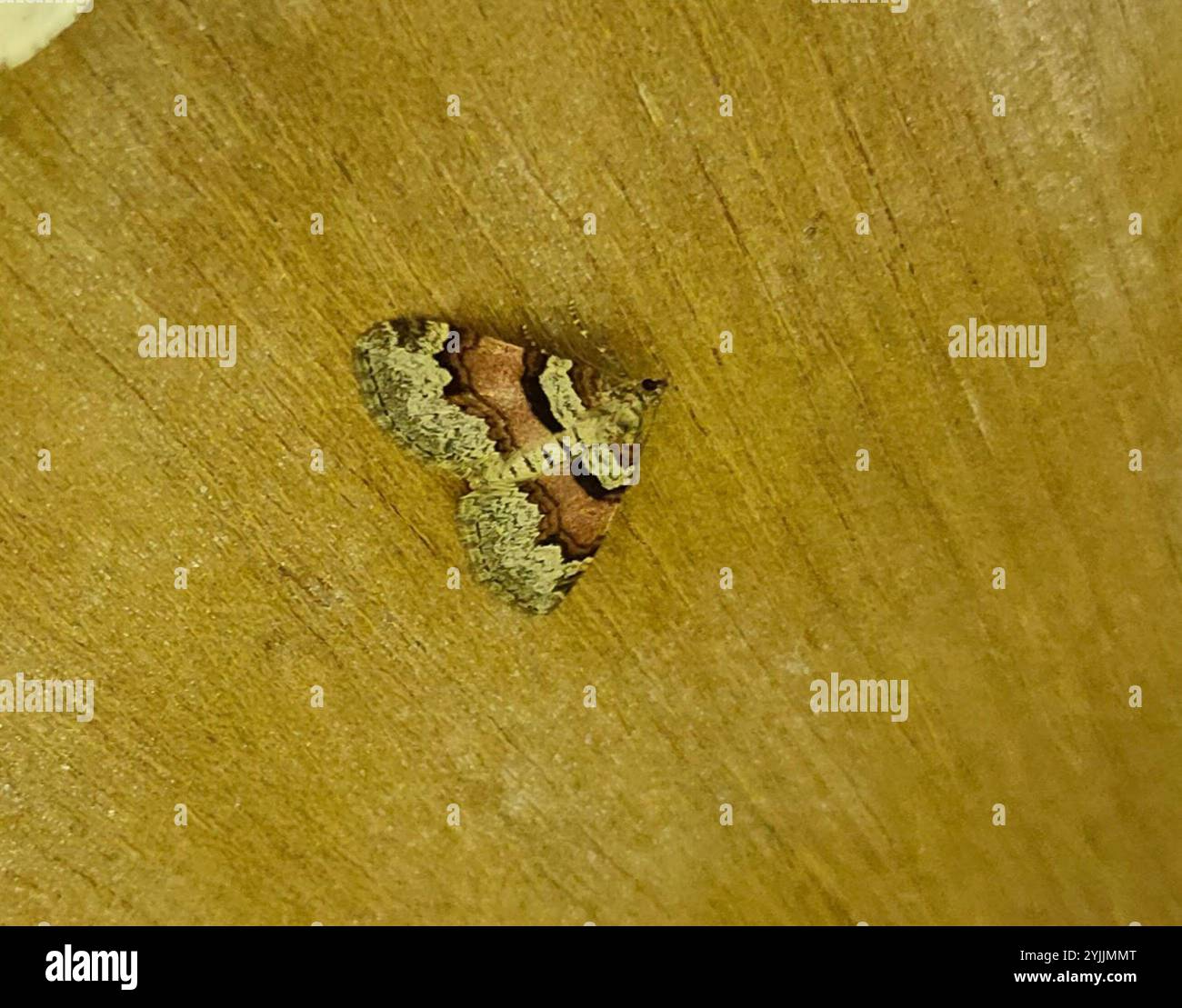Flame Carpet (Xanthorhoe designata Stock Photo - Alamy