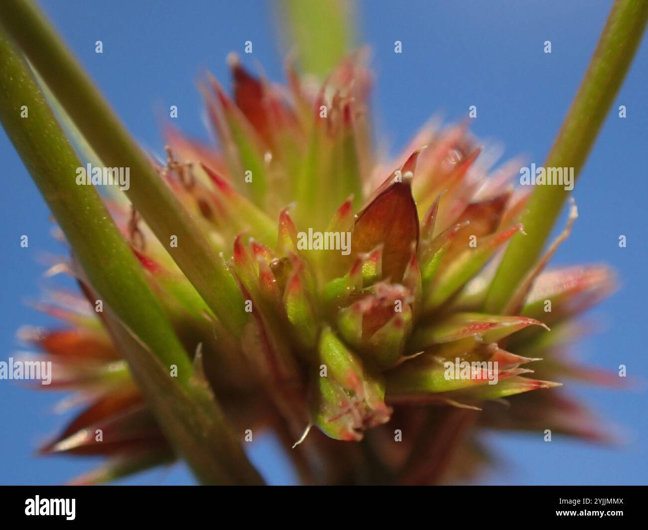 tapered rush (Juncus acuminatus Stock Photo - Alamy