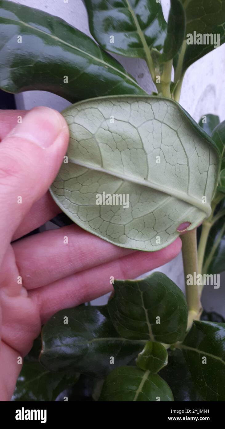 Coprosma repens hi-res stock photography and images - Alamy