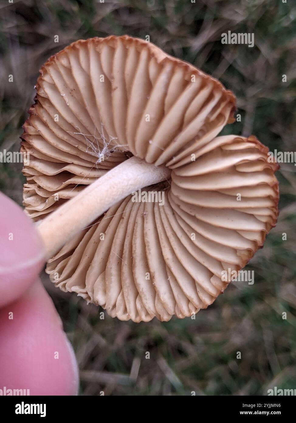 fairy ring marasmius (Marasmius oreades Stock Photo - Alamy