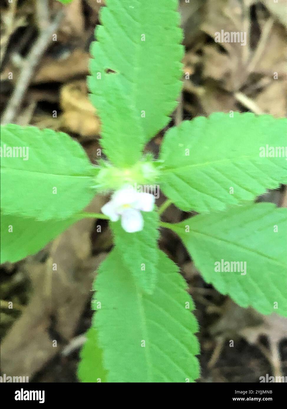 Common hemp-nettle (Galeopsis tetrahit Stock Photo - Alamy