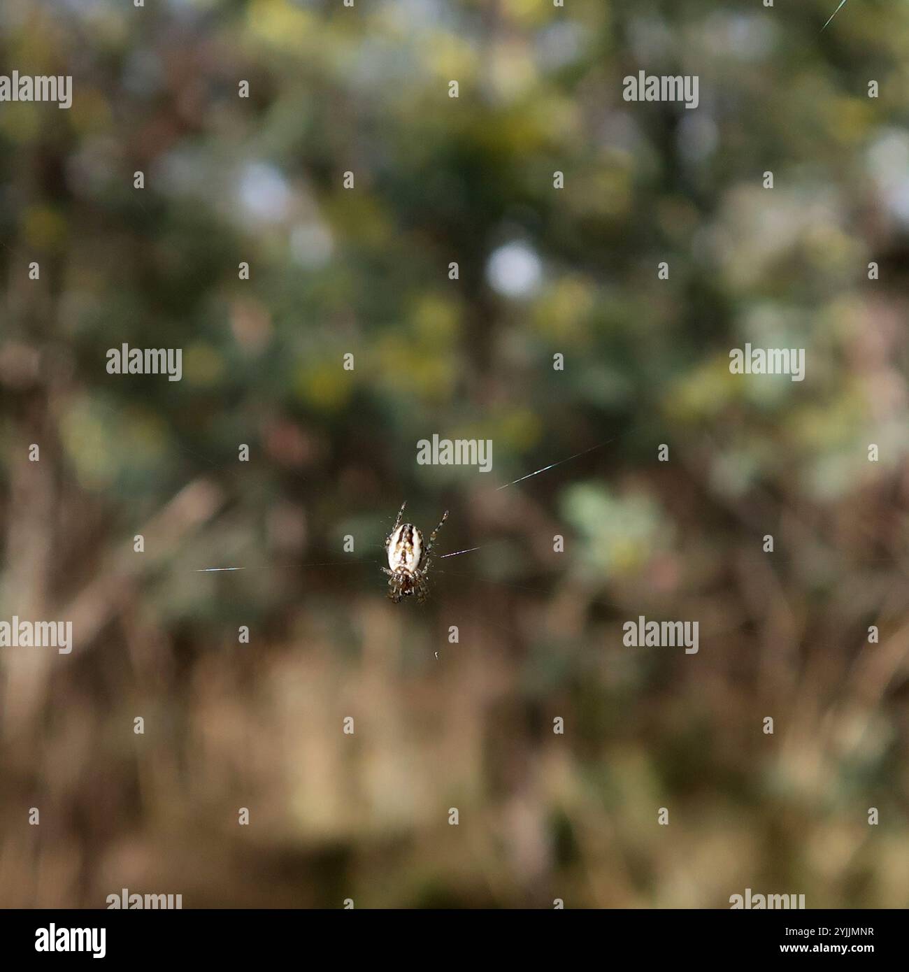 Enamelled spider hi-res stock photography and images - Alamy