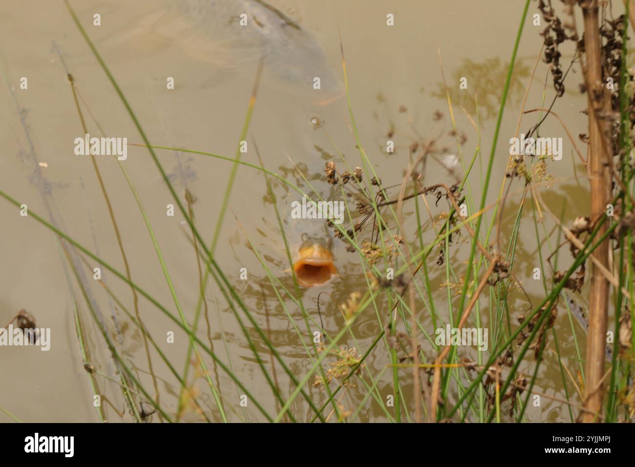 European Carp (Cyprinus carpio Stock Photo - Alamy