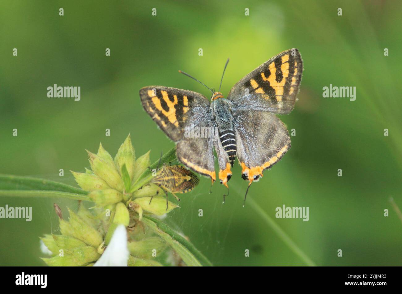 Common Silverline (Cigaritis vulcanus Stock Photo - Alamy