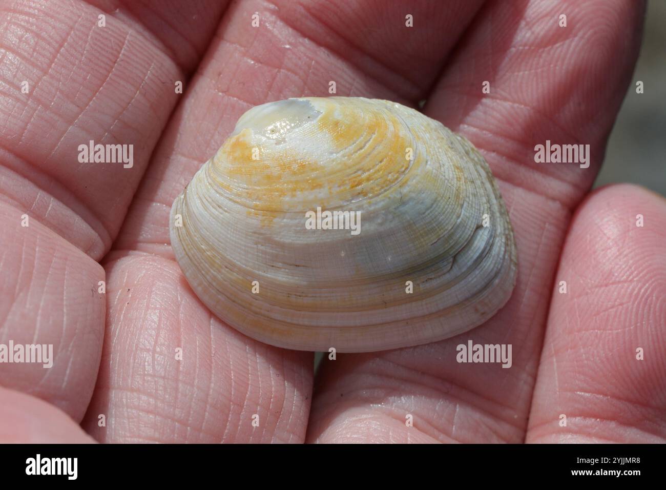 Pullet Carpet Shell (Venerupis corrugata Stock Photo - Alamy