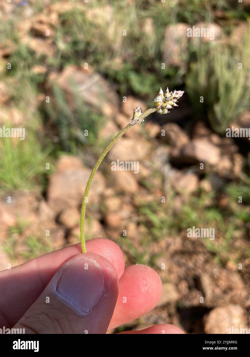 Slender Snakecotton (Froelichia gracilis Stock Photo - Alamy