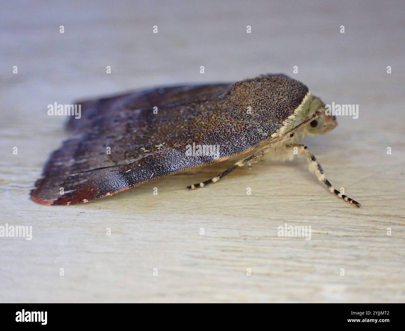 Lesser Broad-bordered Yellow Underwing (Noctua janthe Stock Photo - Alamy
