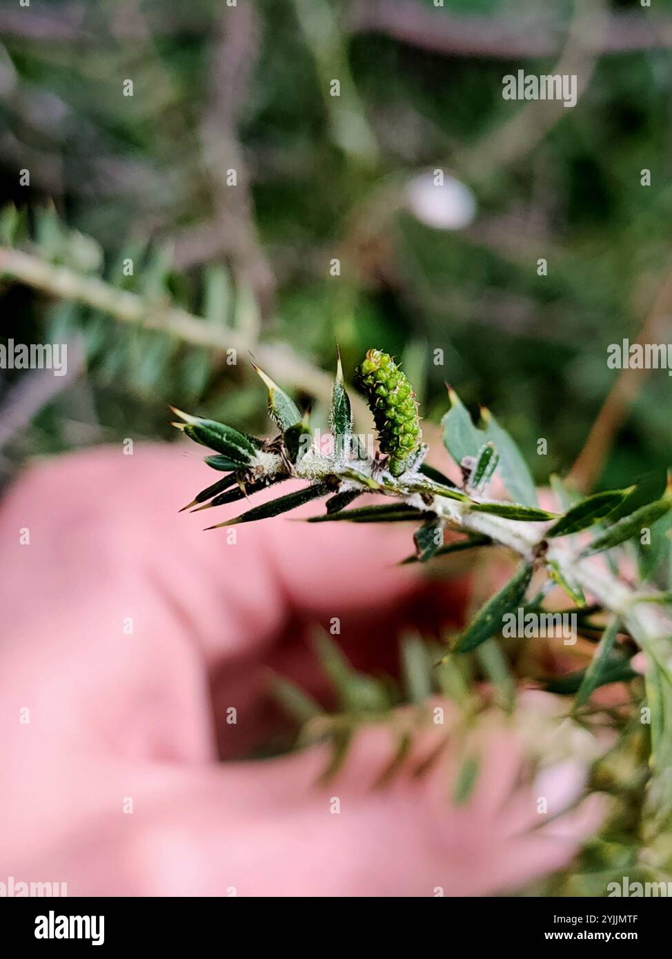 Prickly moses (Acacia verticillata Stock Photo - Alamy
