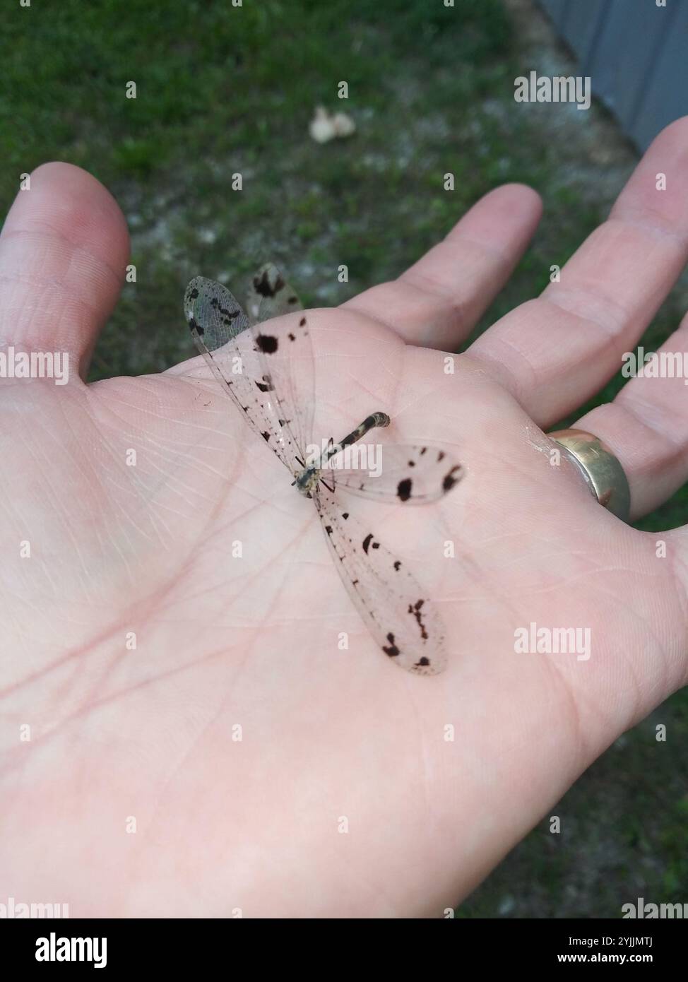 Eastern Spotted-winged Antlion (Dendroleon obsoletus Stock Photo - Alamy