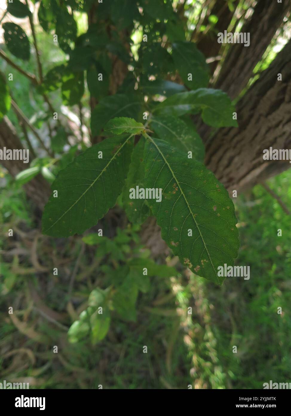 Rusty Willow (Salix atrocinerea Stock Photo - Alamy