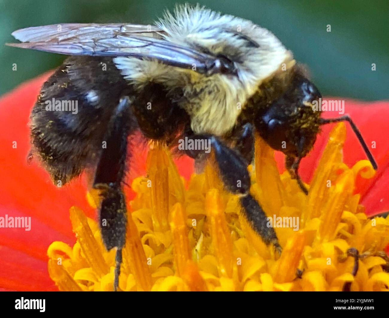 Common Eastern Bumble Bee (Bombus impatiens Stock Photo - Alamy