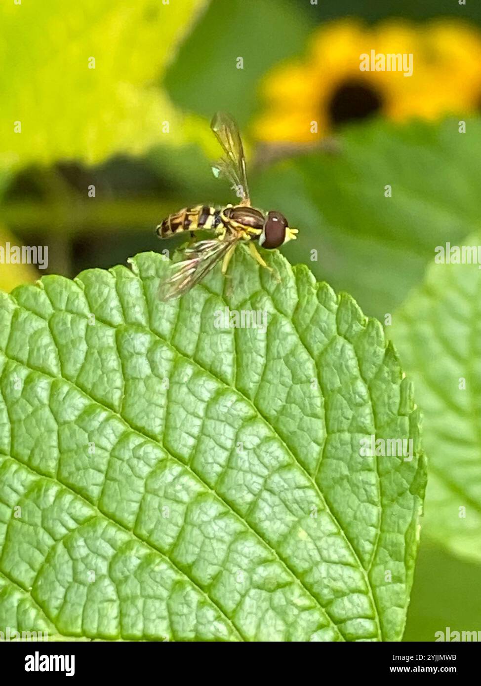 Eastern Calligrapher (Toxomerus geminatus Stock Photo - Alamy