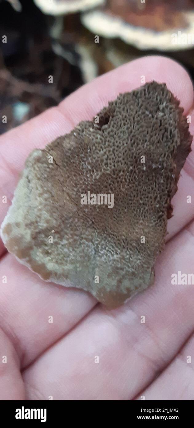 Dyer's Polypore (Phaeolus schweinitzii Stock Photo - Alamy