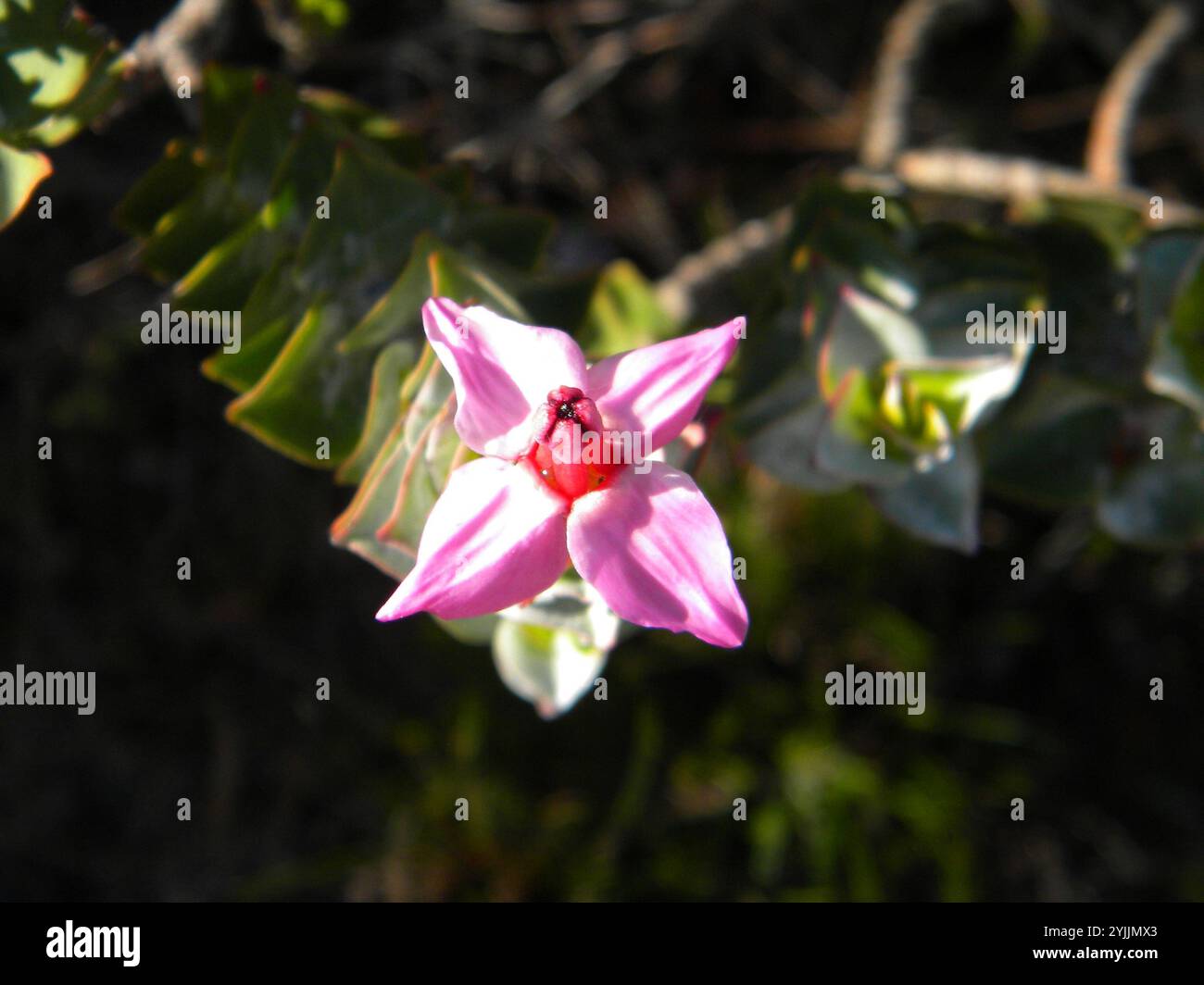 Salter (Saltera sarcocolla Stock Photo - Alamy