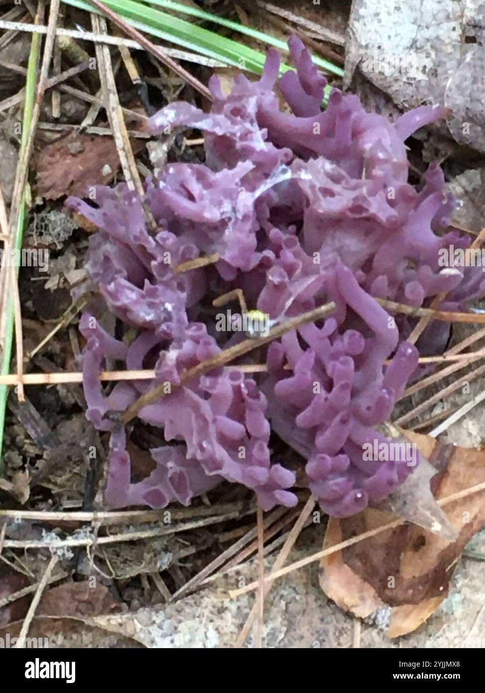 violet coral fungus (Clavaria zollingeri Stock Photo - Alamy