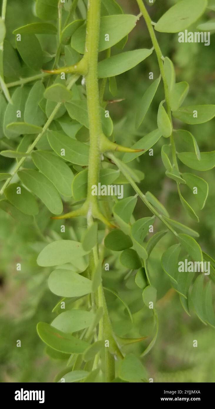 desert ironwood (Olneya tesota Stock Photo - Alamy