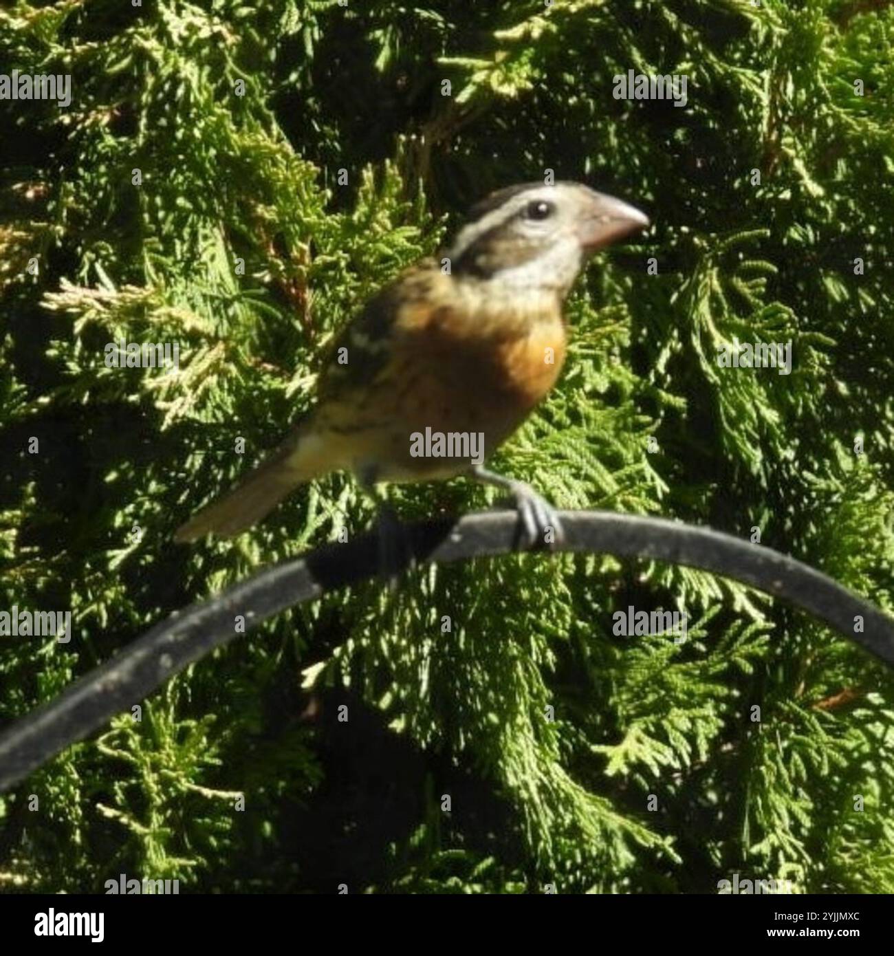 Black-headed Grosbeak (Pheucticus melanocephalus Stock Photo - Alamy