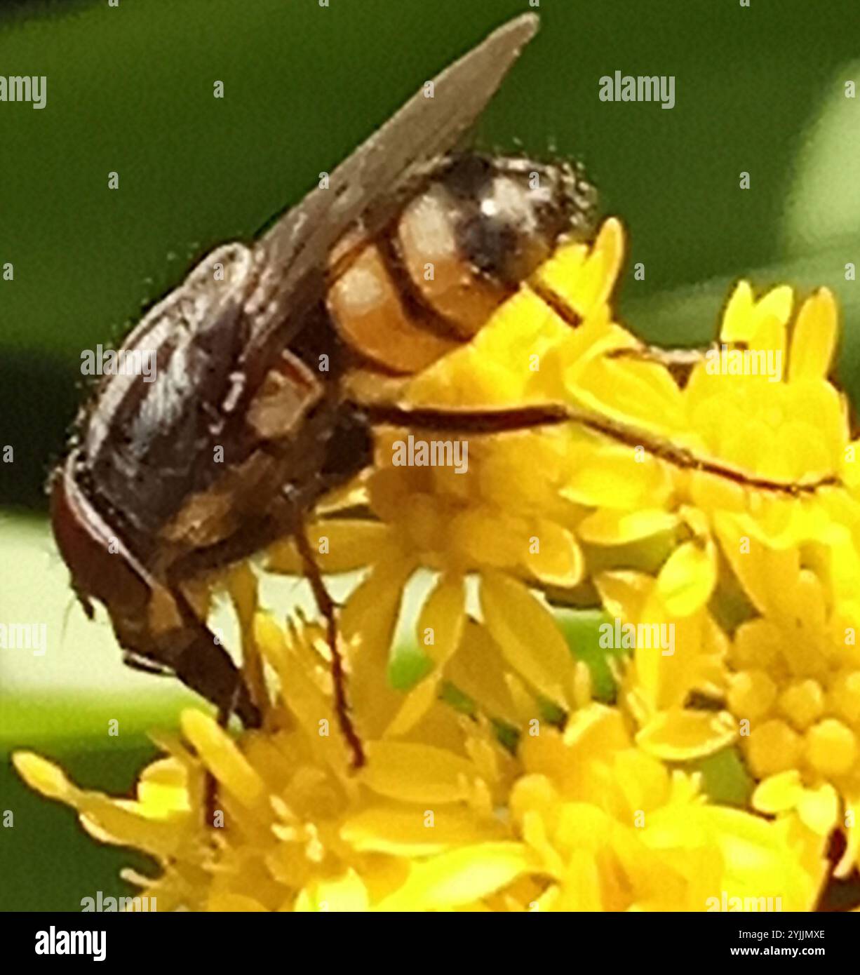 Locust Blowfly (Stomorhina lunata Stock Photo - Alamy