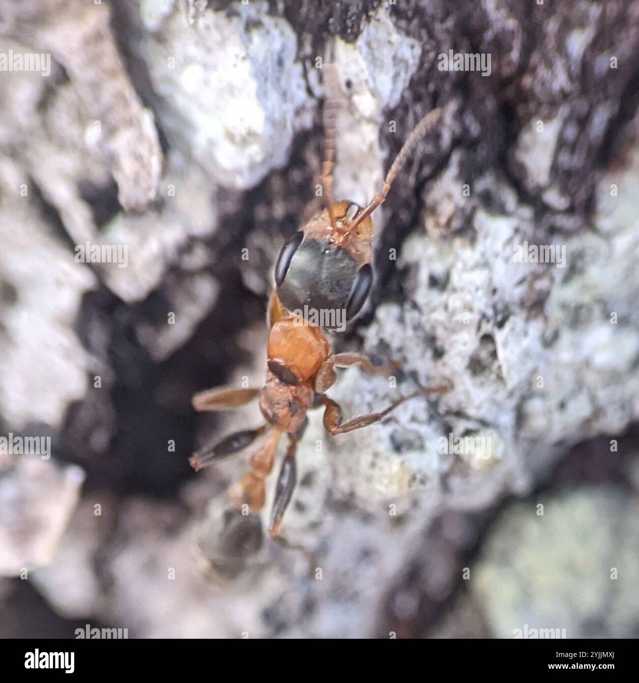 Graceful Twig Ant (Pseudomyrmex gracilis Stock Photo - Alamy