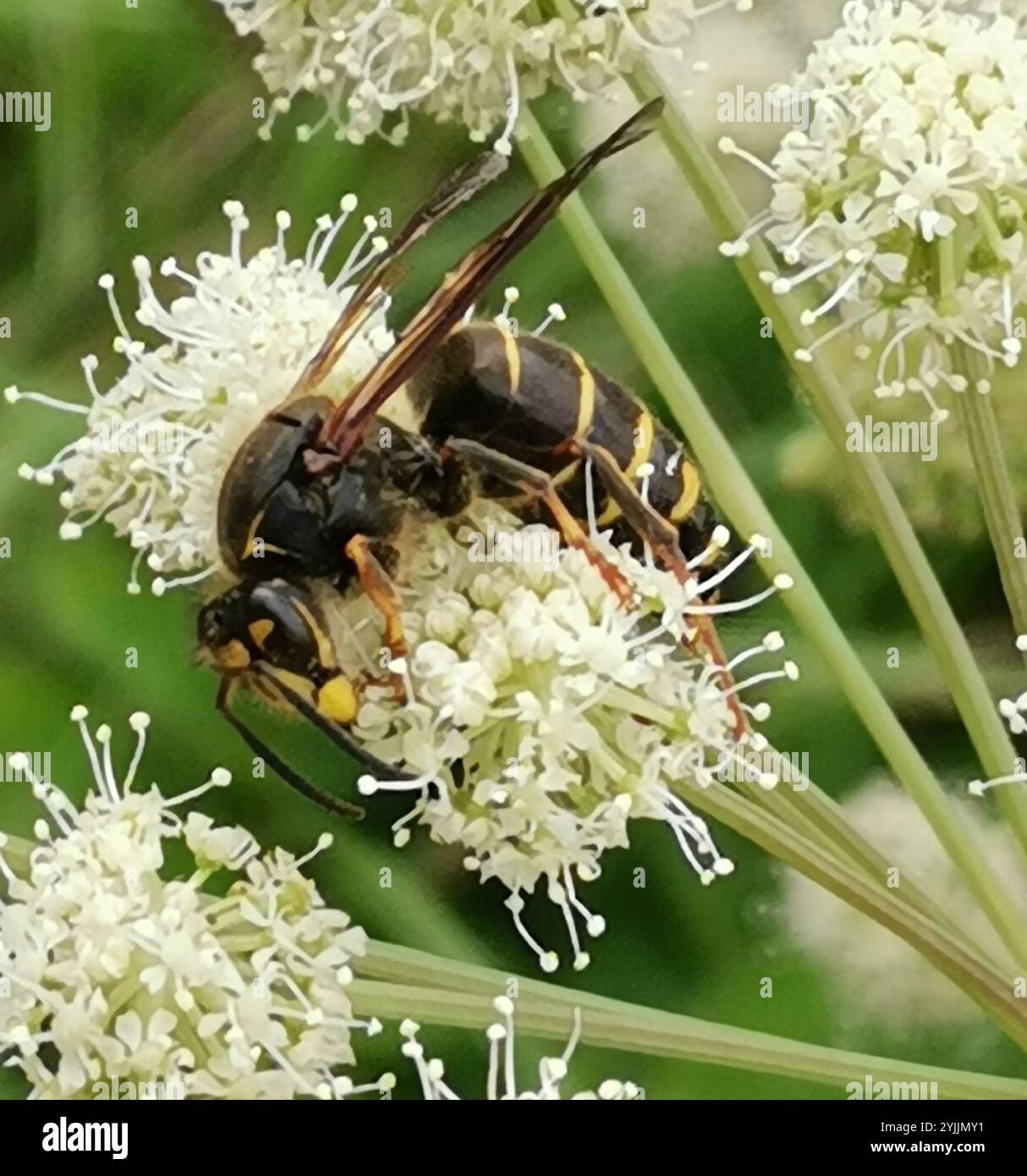 Median Wasp (Dolichovespula media Stock Photo - Alamy
