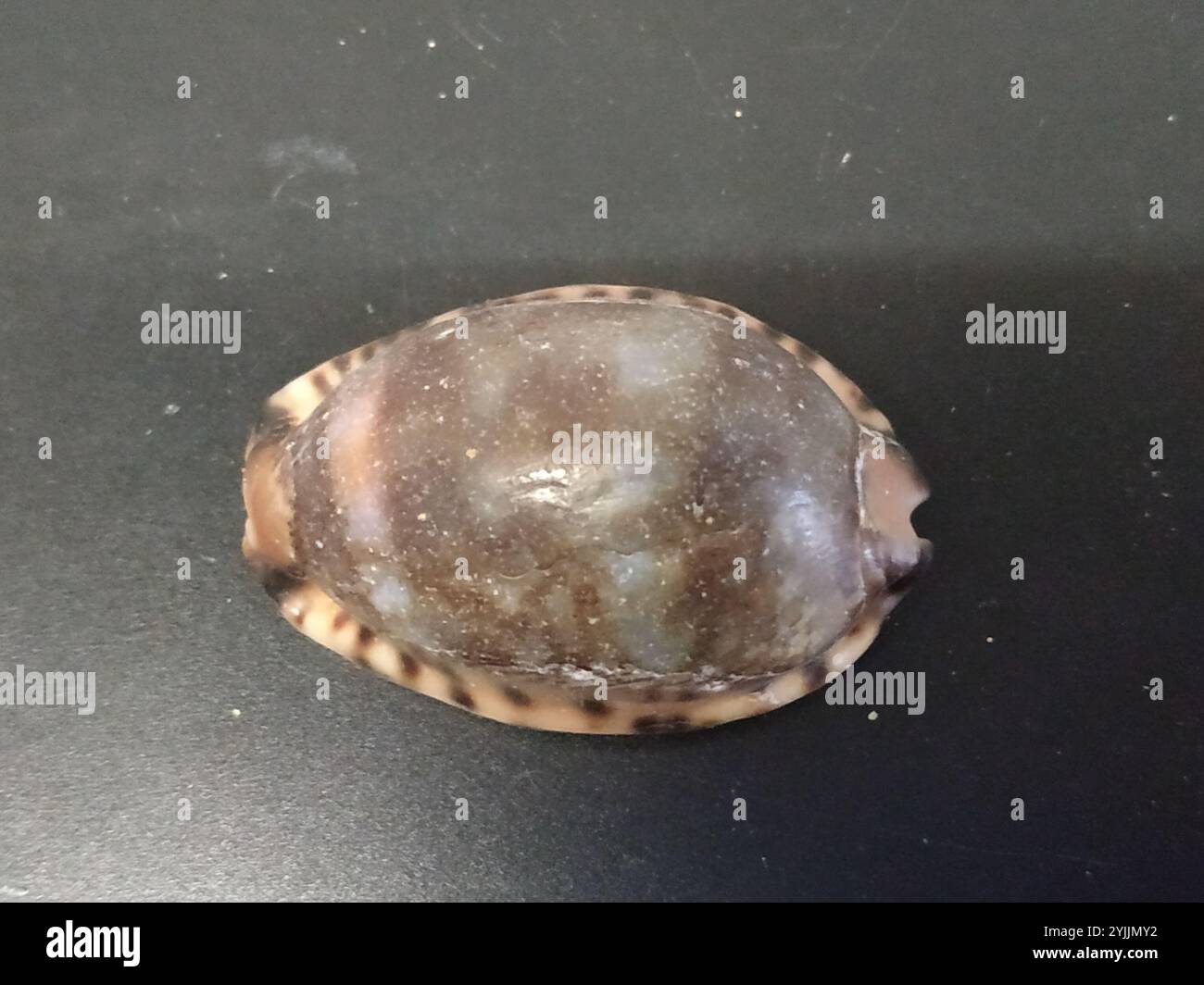 Mauritia arabica hi-res stock photography and images - Alamy