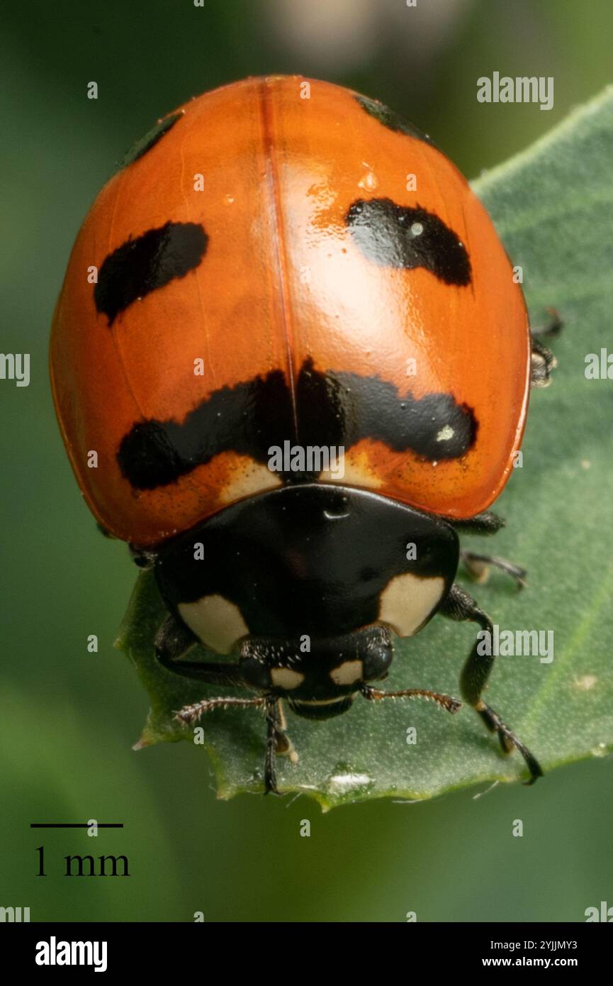 Transverse Lady Beetle (Coccinella transversoguttata Stock Photo - Alamy