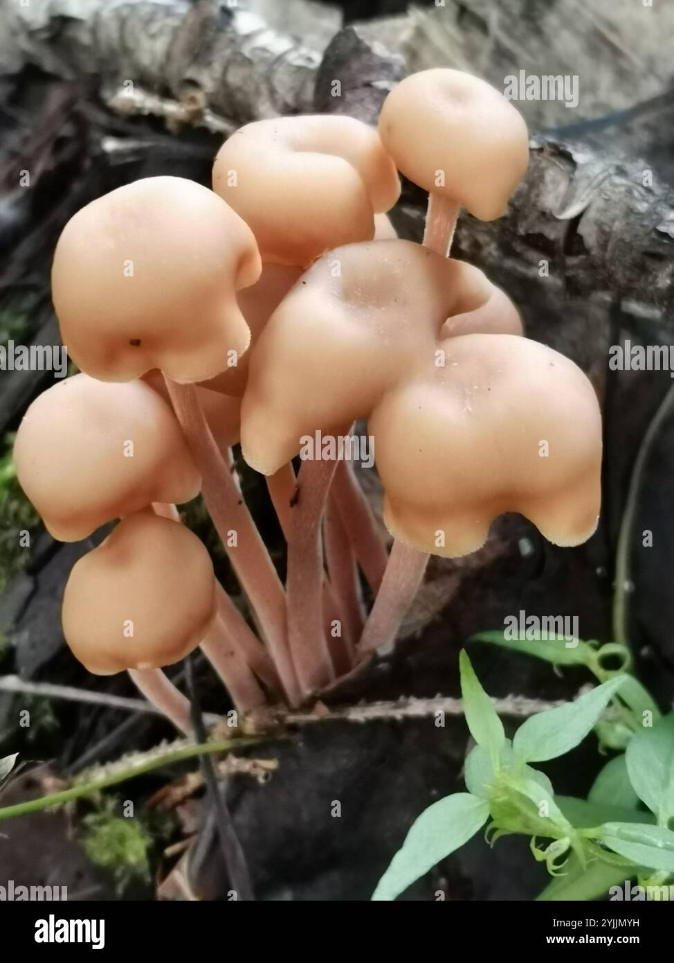 clustered toughshank (Collybiopsis confluens Stock Photo - Alamy