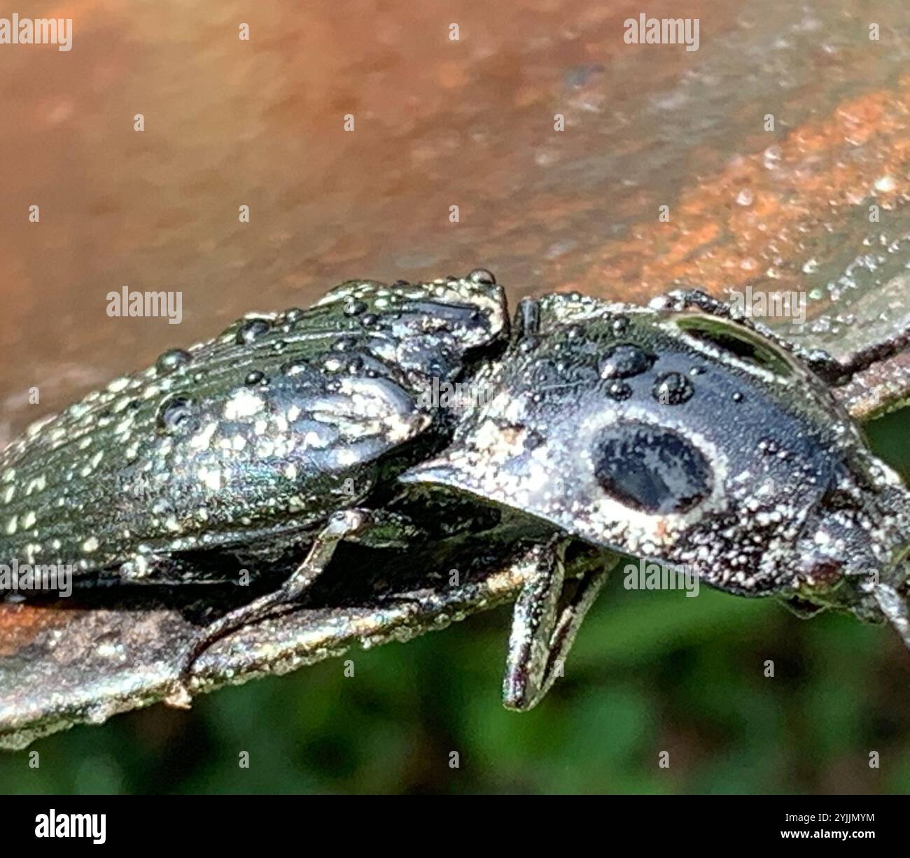 Eastern Eyed Click Beetle (Alaus oculatus Stock Photo - Alamy