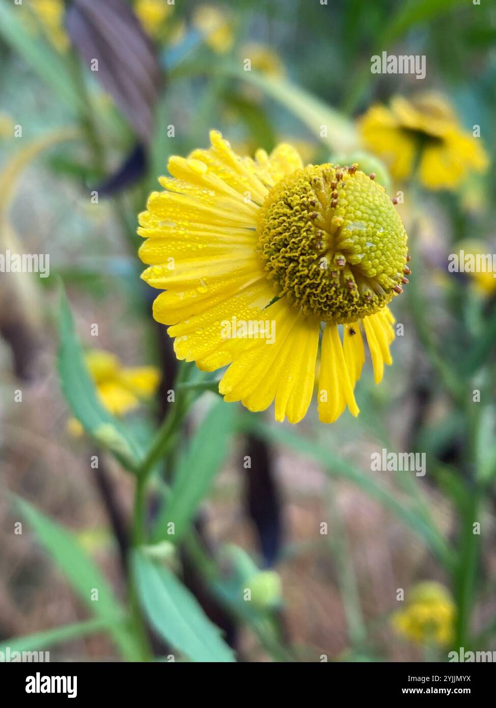 common sneezeweed (Helenium autumnale Stock Photo - Alamy