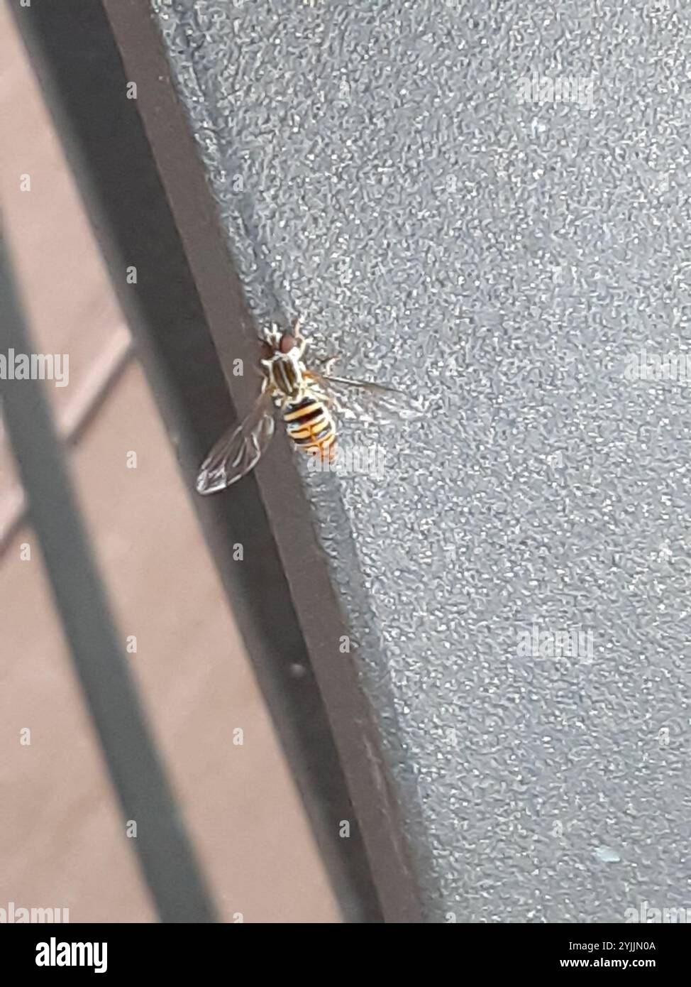 Maize Calligrapher (Toxomerus politus Stock Photo - Alamy