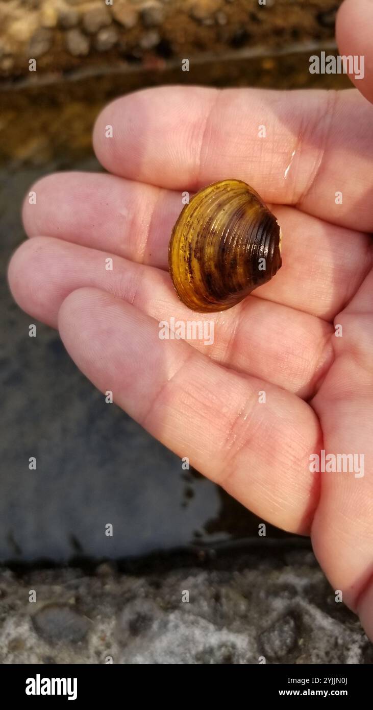 Asian Clam (Corbicula fluminea Stock Photo - Alamy