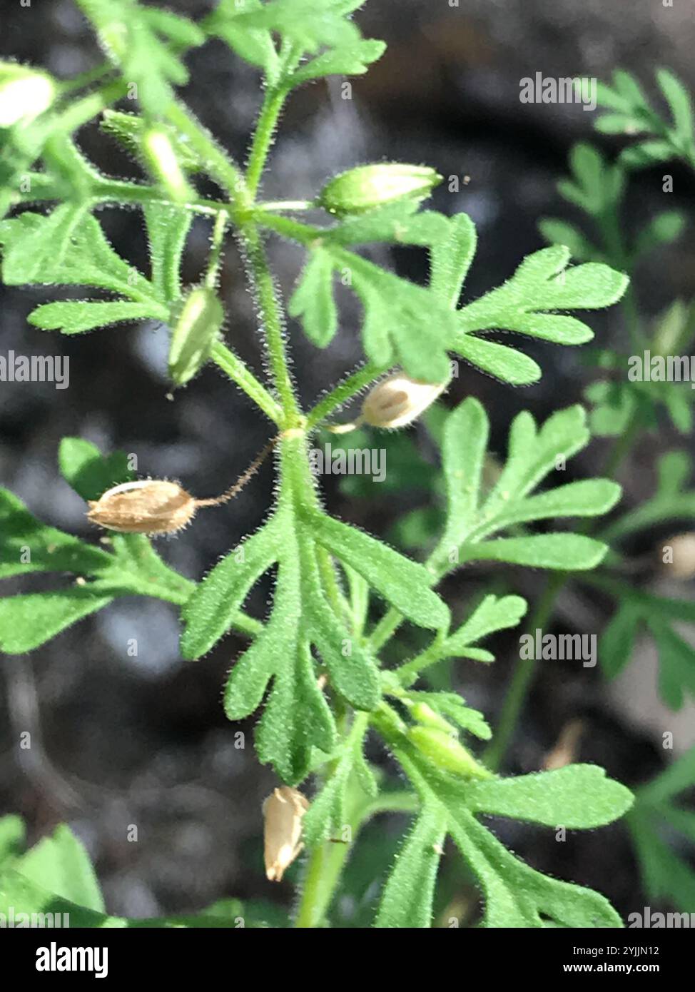 Obi-Wan conobea (Leucospora multifida Stock Photo - Alamy