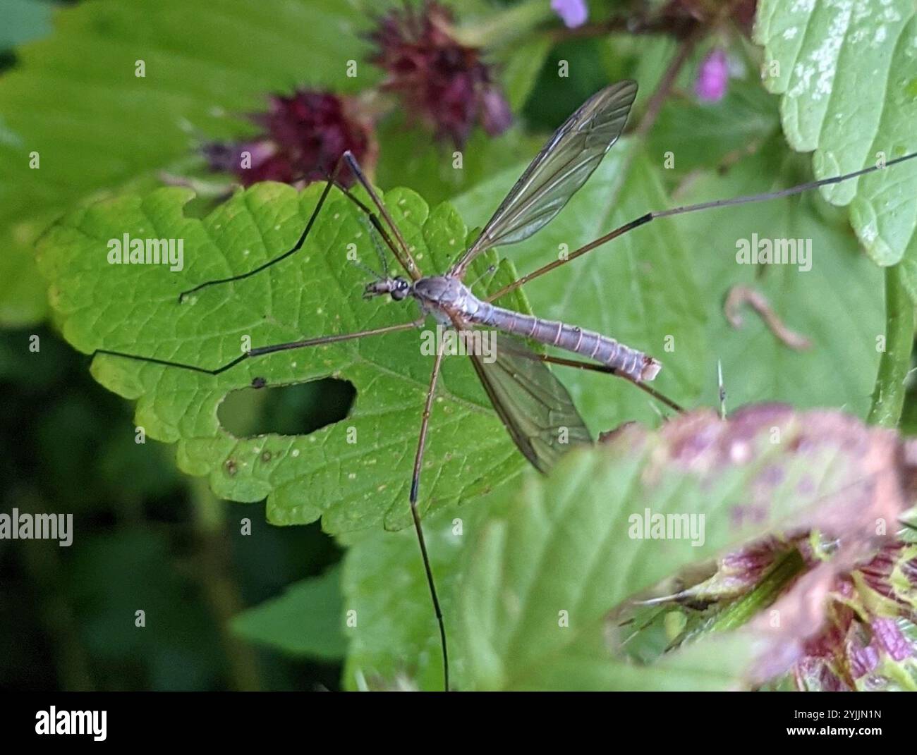 Common Crane Flies (Tipula Stock Photo - Alamy