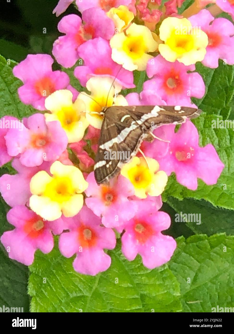 Hawaiian Beet Webworm Moth (Spoladea recurvalis Stock Photo - Alamy